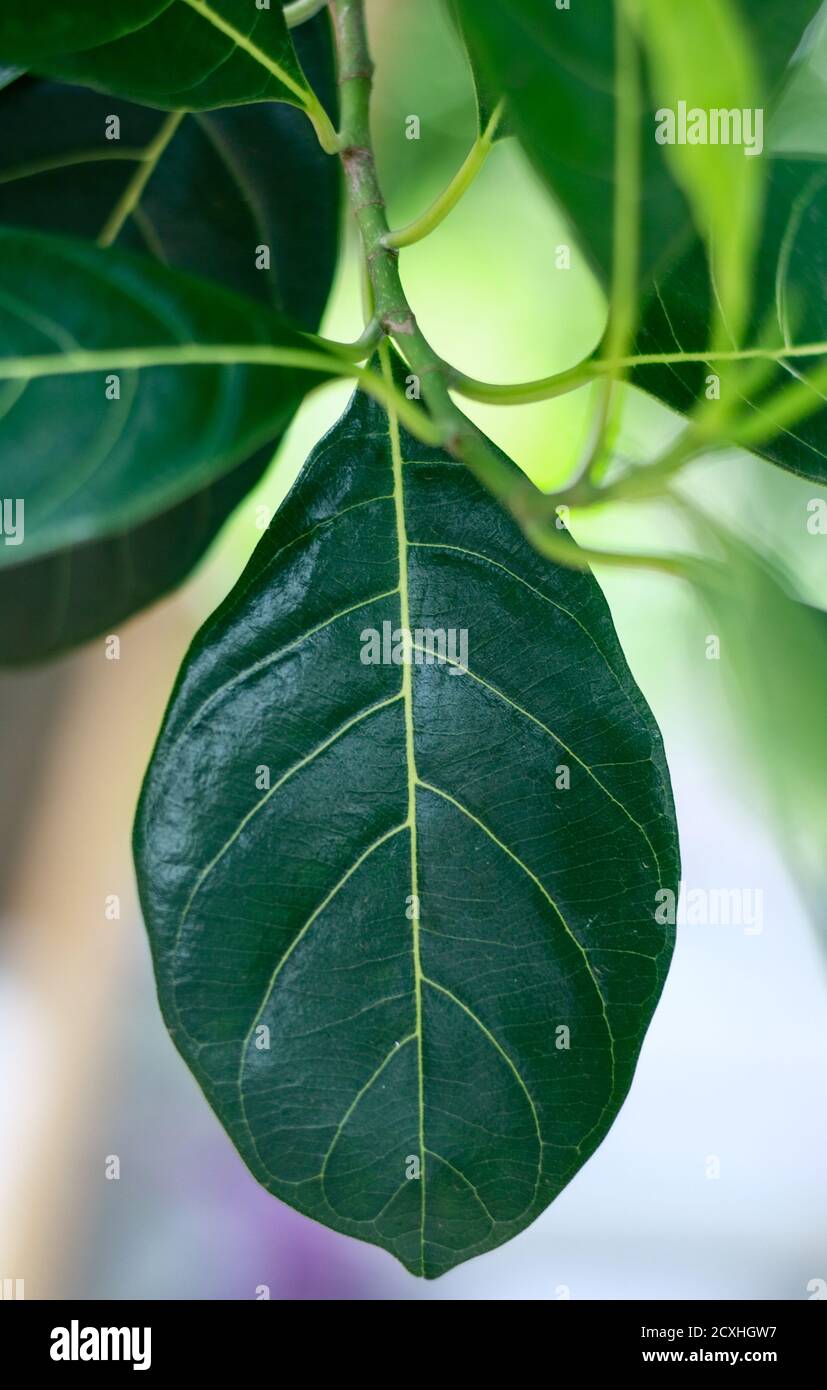 Jackfruit leaves on tree. It's leaves have rich calcium and helps to ...