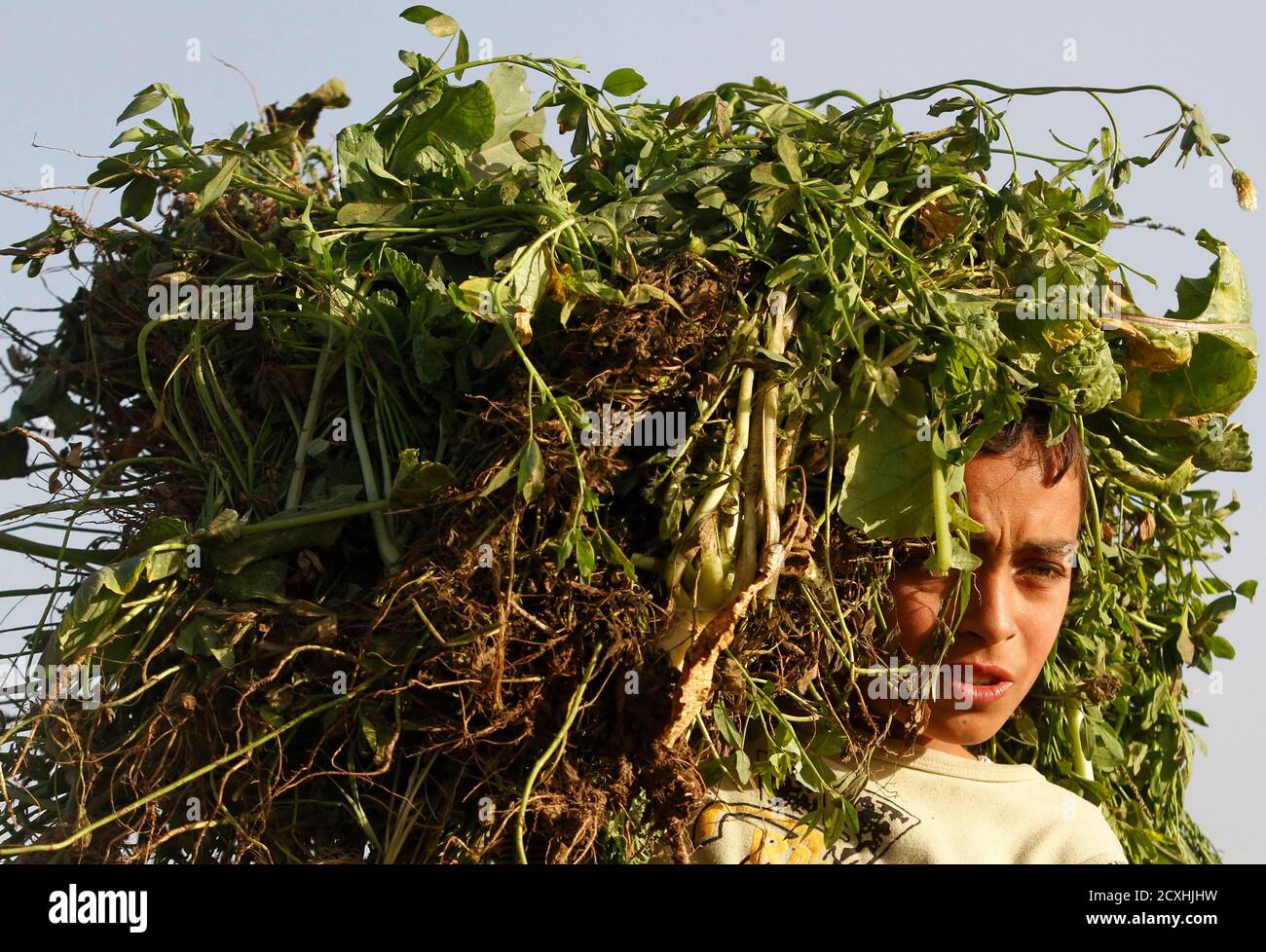 Jews mallow hi-res stock photography and images - Alamy