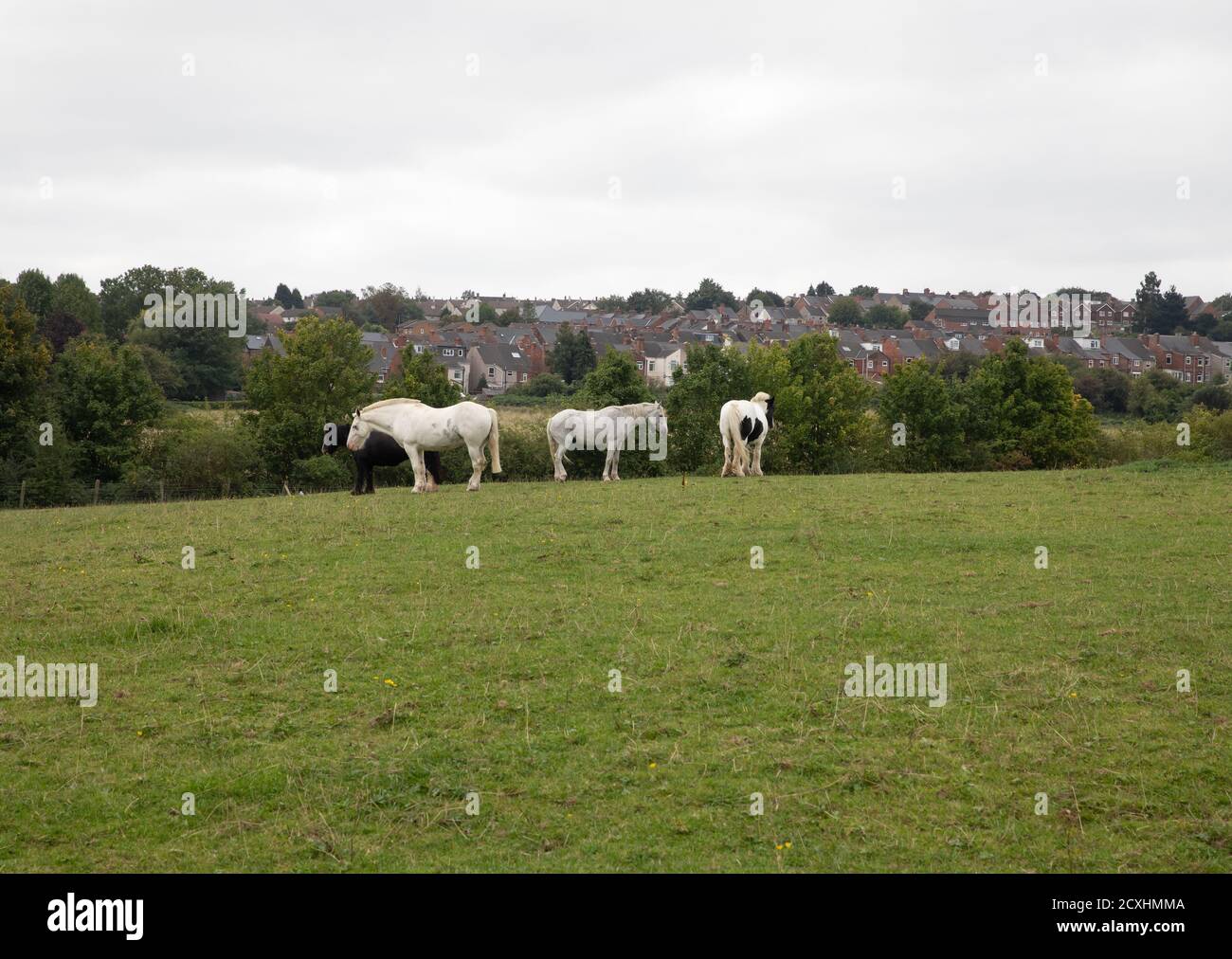 Brindley field hi-res stock photography and images - Alamy