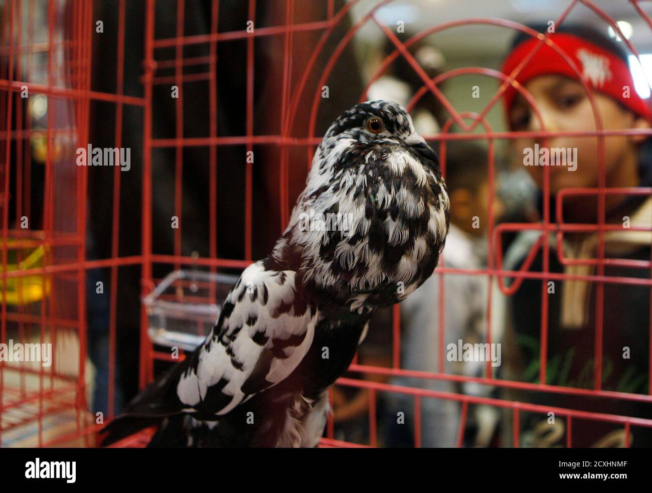 Canaries in the cage hi-res stock photography and images - Alamy
