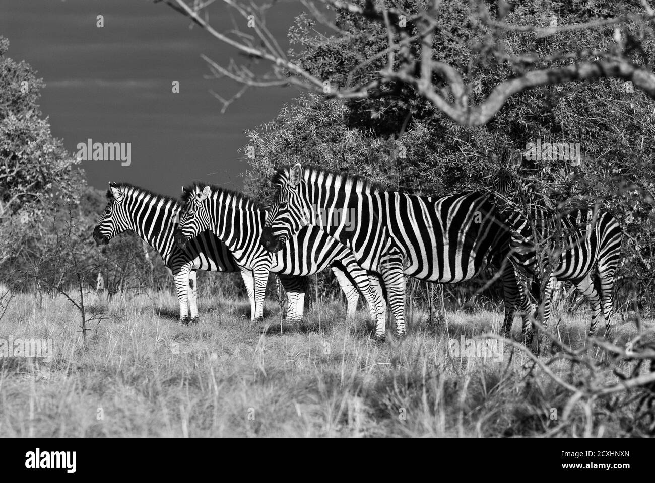 Zebra trio standing in perfect formation in the bush. Black & White ...