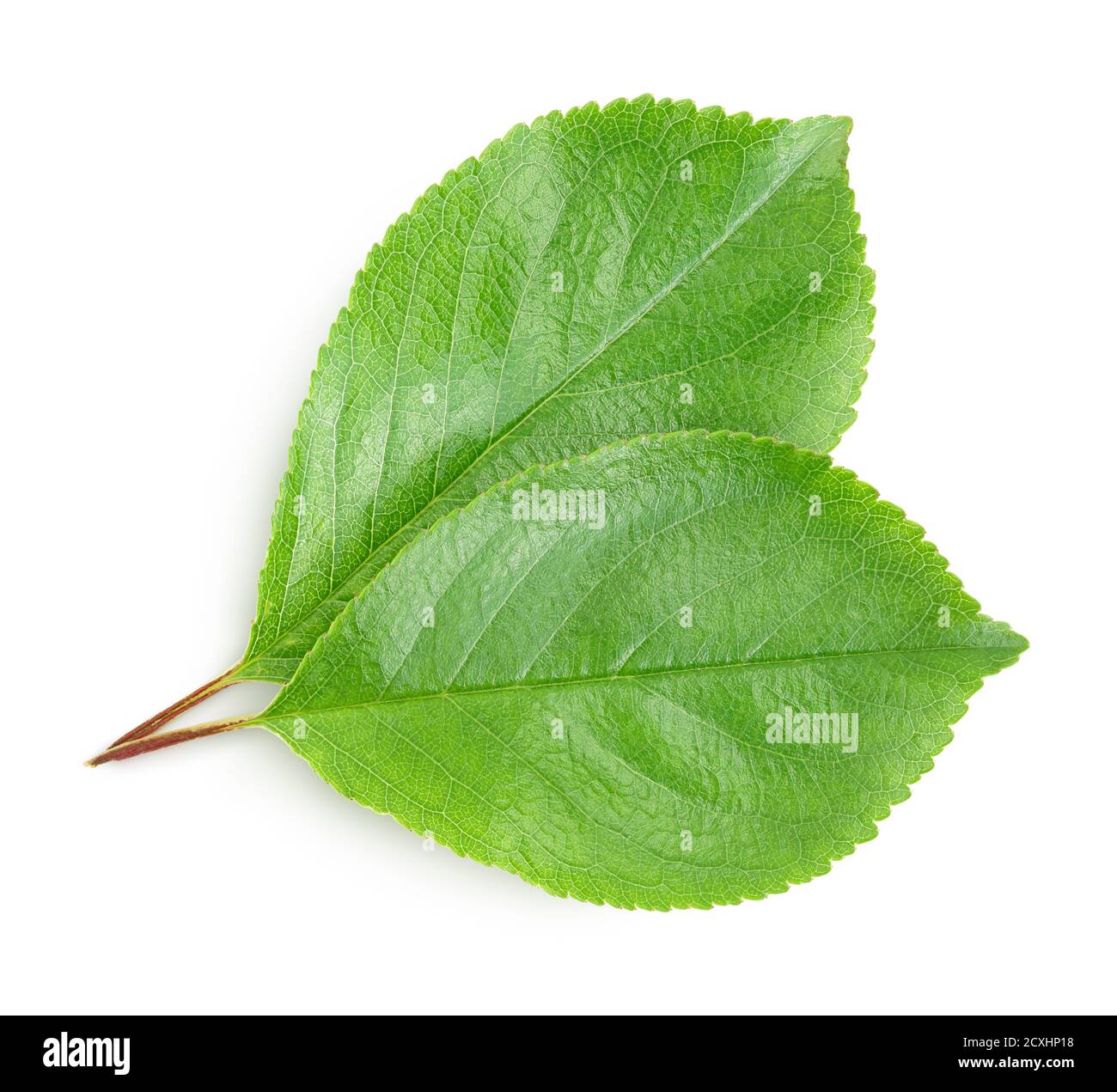 cherry leaf isolated on a white background with clipping path and full ...