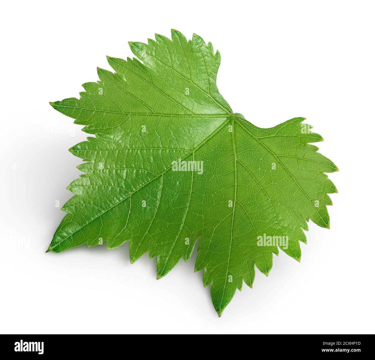 Grape leaf isolated on white background with clipping path and full ...