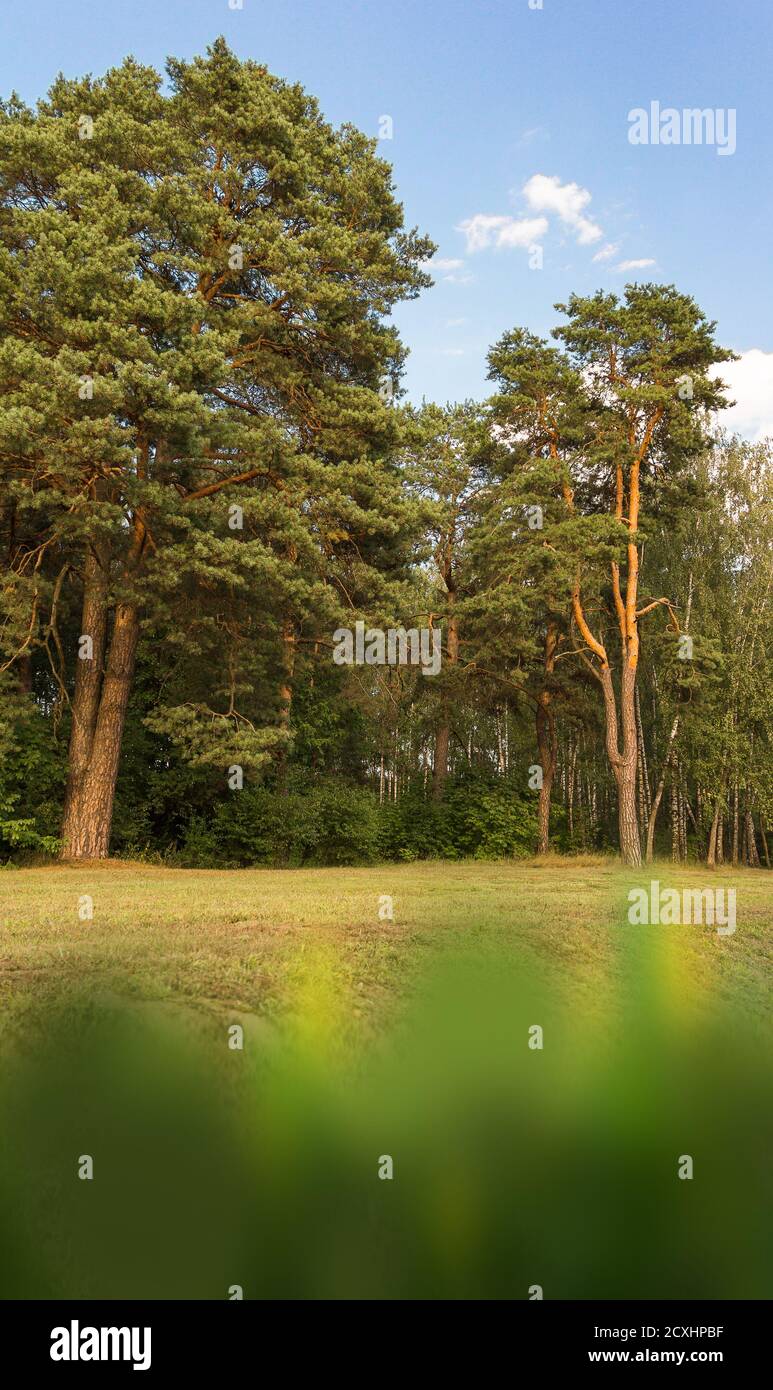 Landscape with tall beautiful pines. Vertical photo. Nature's premise ...