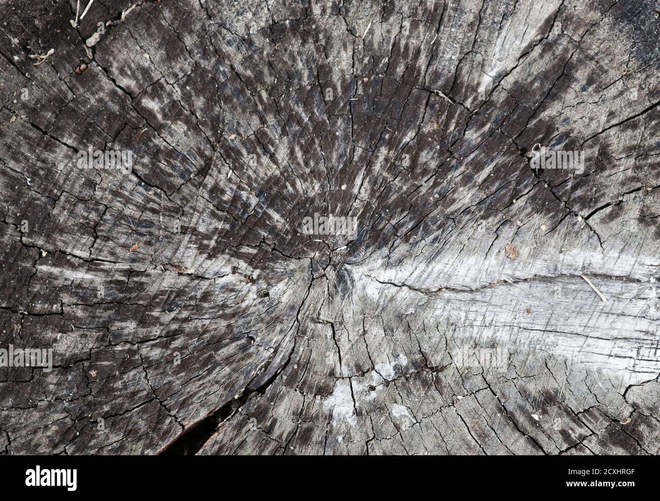 Beautiful abstract wooden gray background. Tree slice backdrop Stock ...