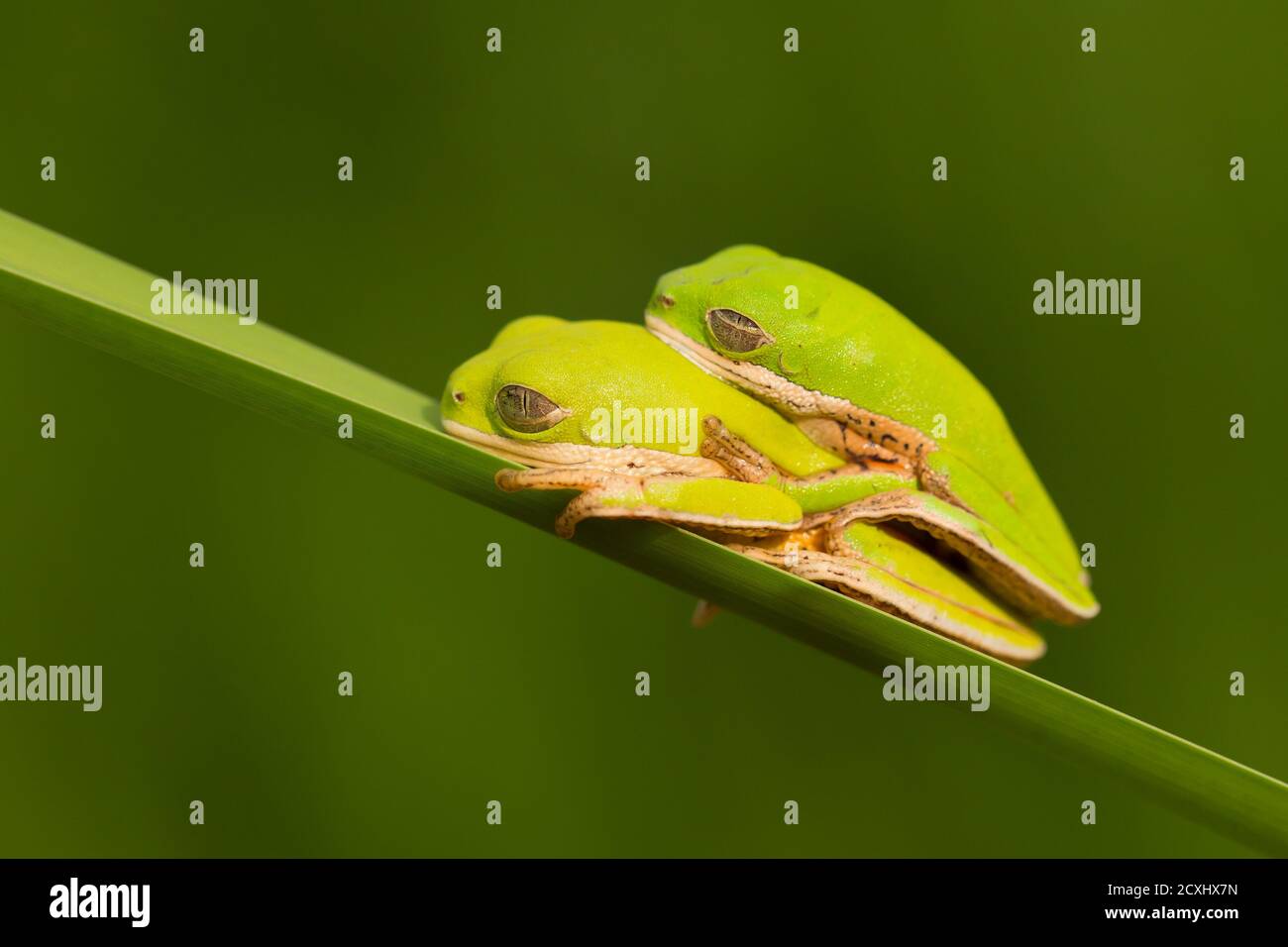 Tiger legged monkey frog hi-res stock photography and images - Alamy
