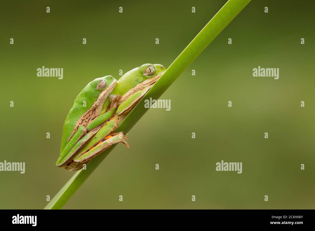 Pithecopus hypochondrialis, the northern orange-legged leaf frog or ...