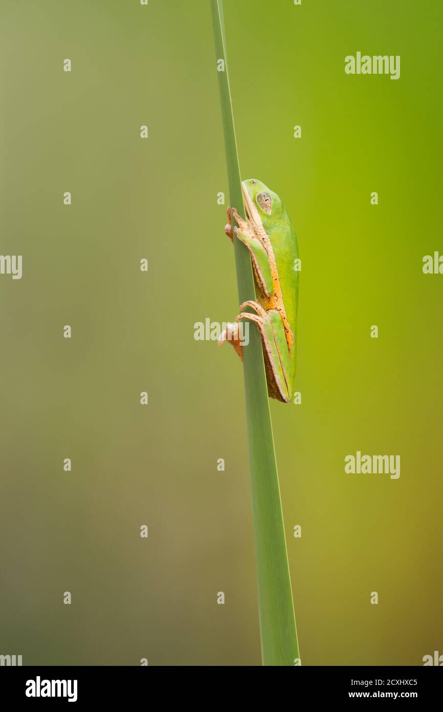 Pithecopus hypochondrialis, the northern orange-legged leaf frog or ...