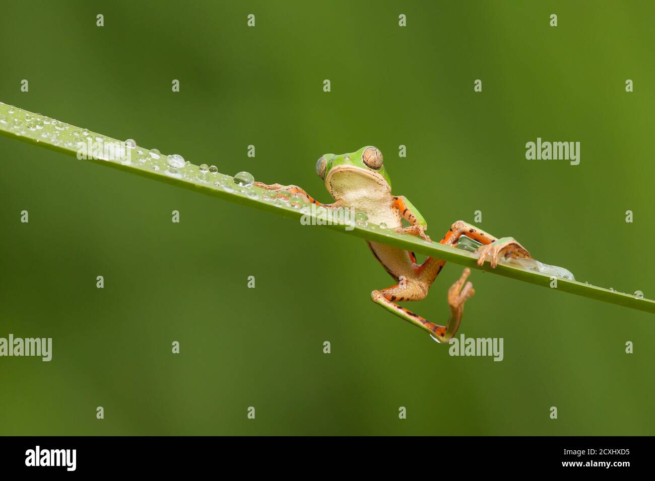 Tiger legged monkey frog phyllomedusa hypochondrialis hi-res stock ...