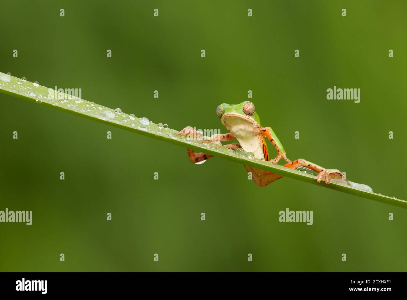 Pithecopus hypochondrialis, the northern orange-legged leaf frog or ...