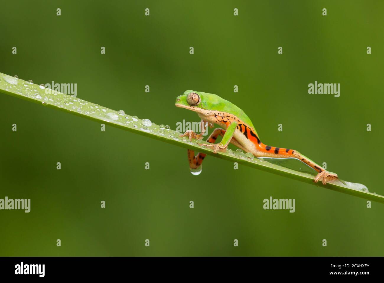 Pithecopus hypochondrialis, the northern orange-legged leaf frog or ...