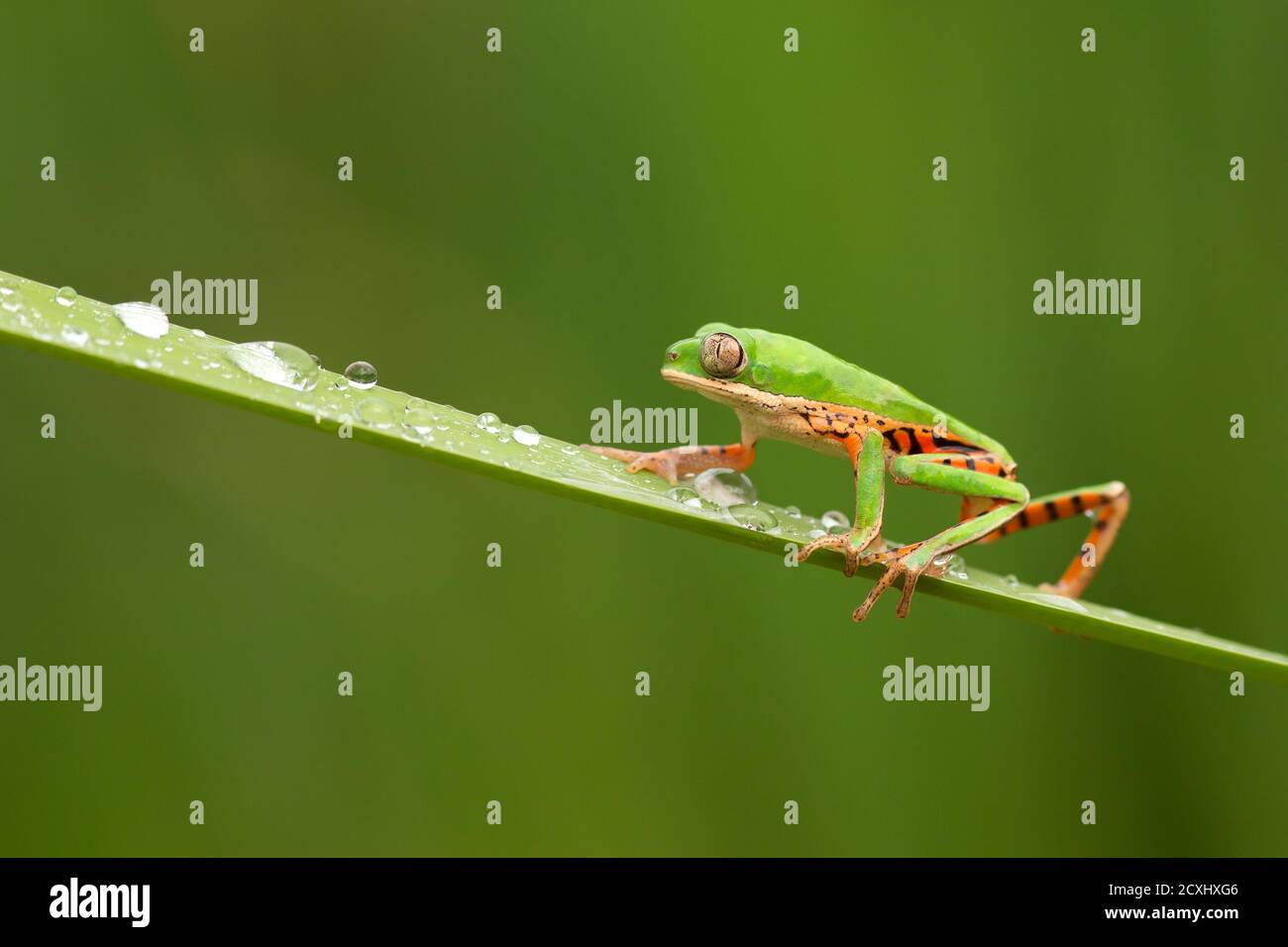 Pithecopus hypochondrialis, the northern orange-legged leaf frog or ...