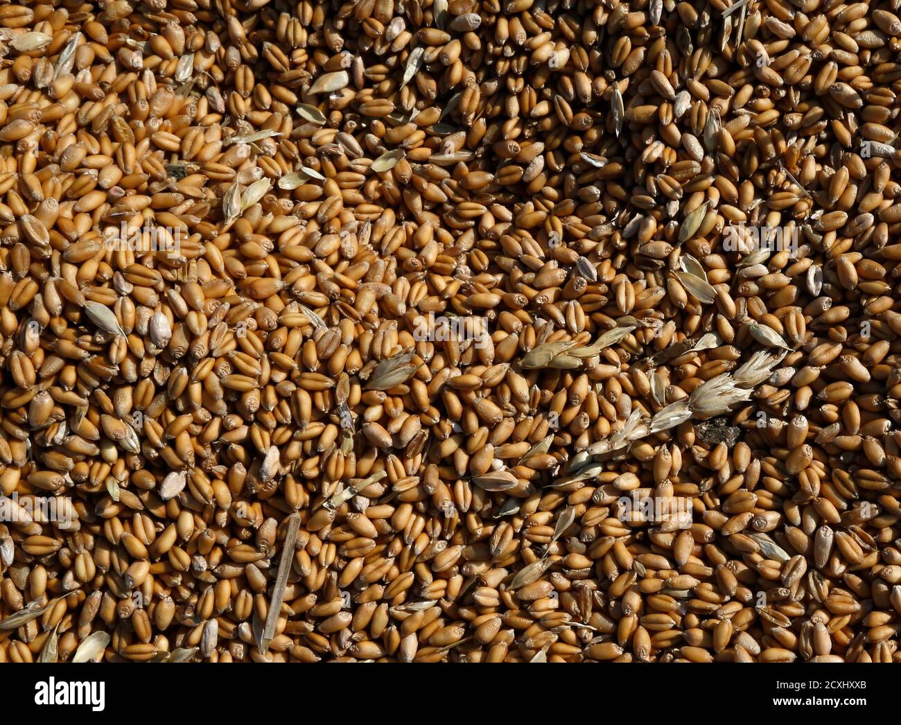 Soft red winter wheat hi-res stock photography and images - Alamy