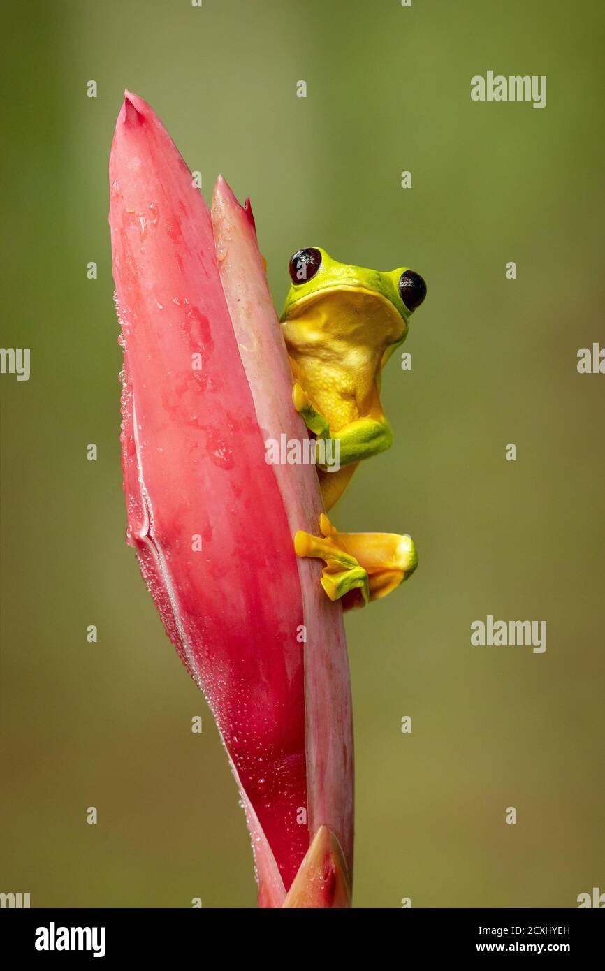 The gliding tree frog (Agalychnis spurrelli) is a species of frog in ...