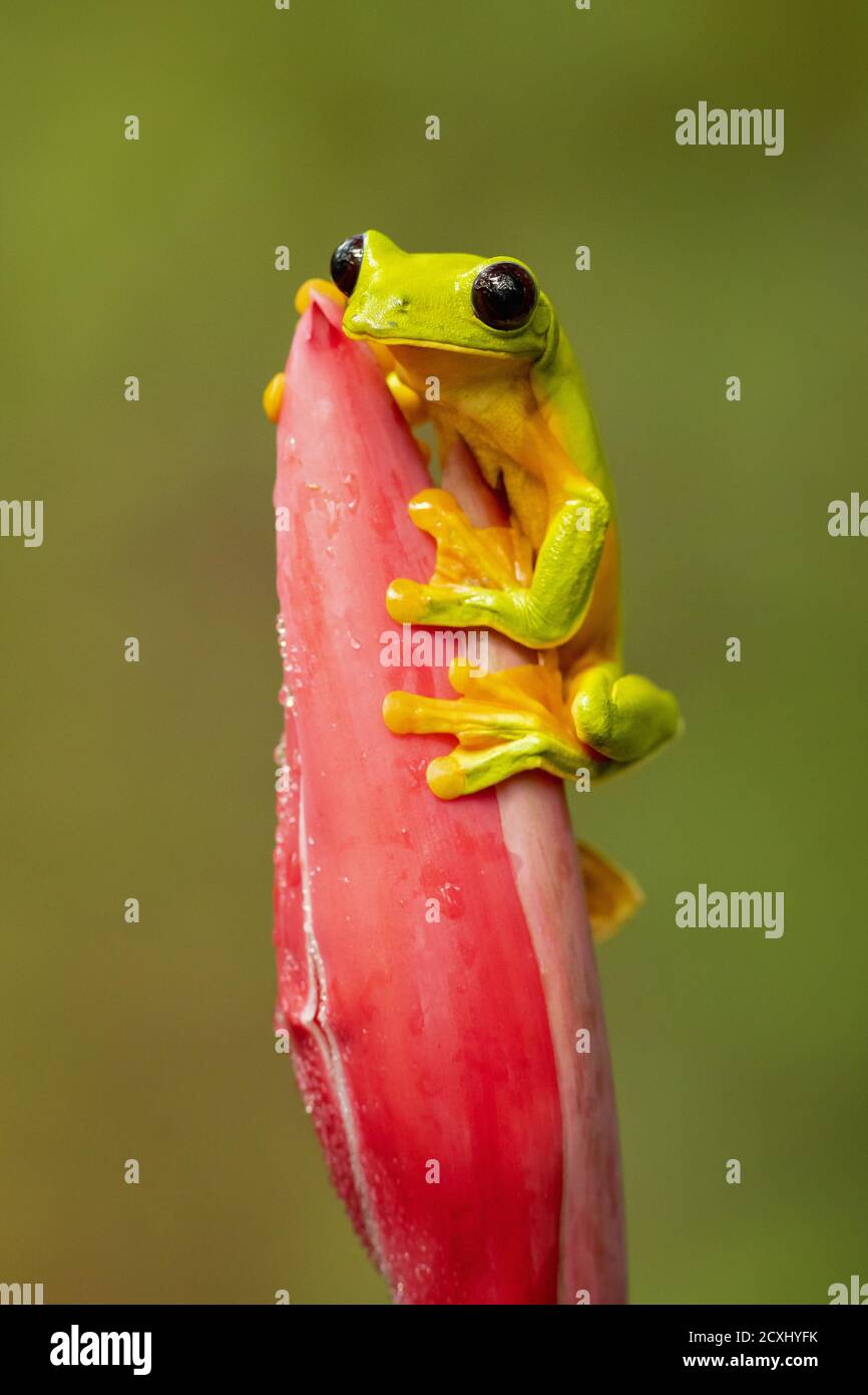 The gliding tree frog (Agalychnis spurrelli) is a species of frog in ...