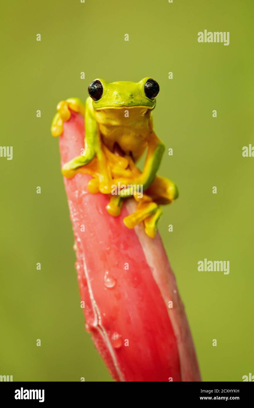 The gliding tree frog (Agalychnis spurrelli) is a species of frog in ...