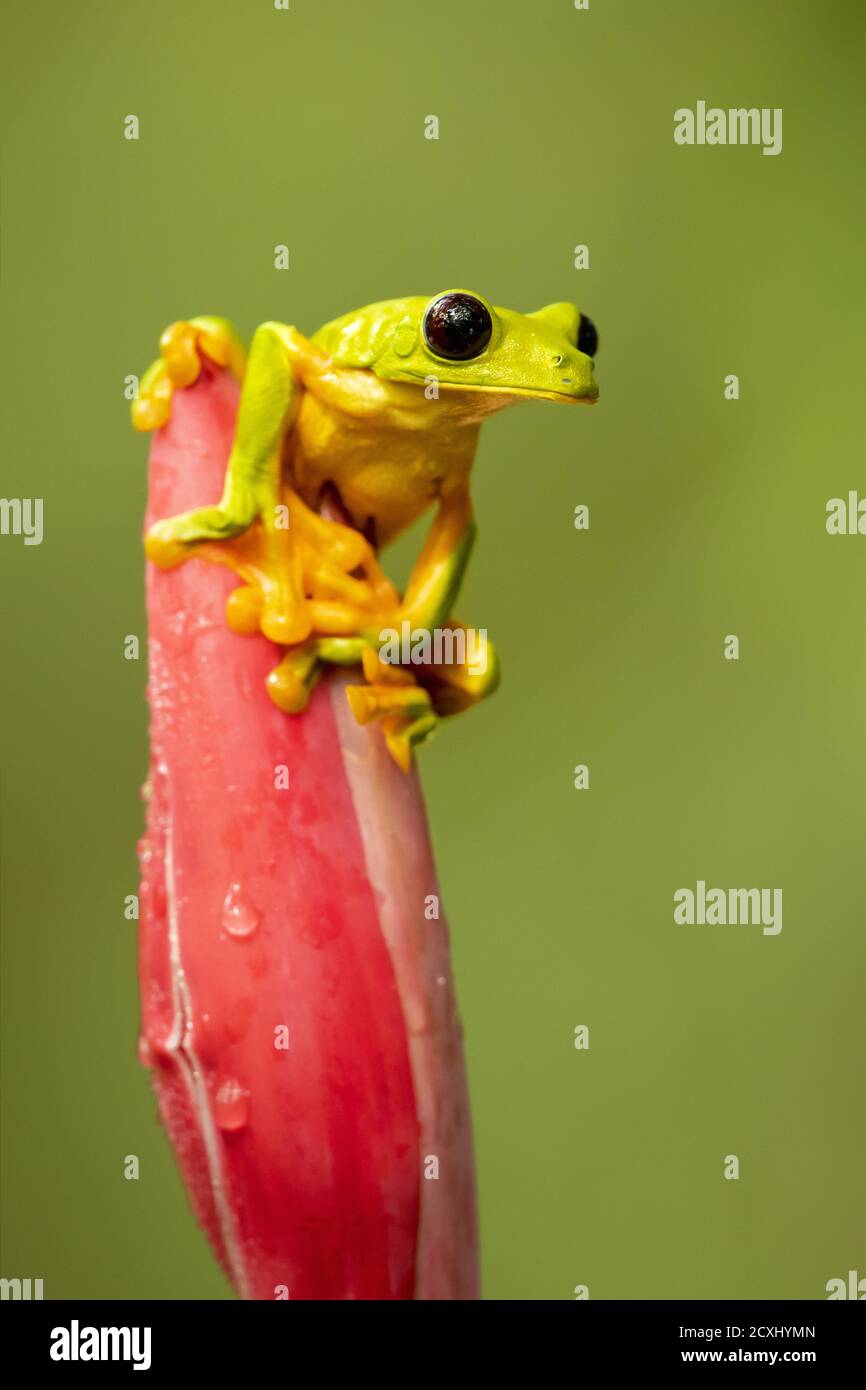 The gliding tree frog (Agalychnis spurrelli) is a species of frog in ...
