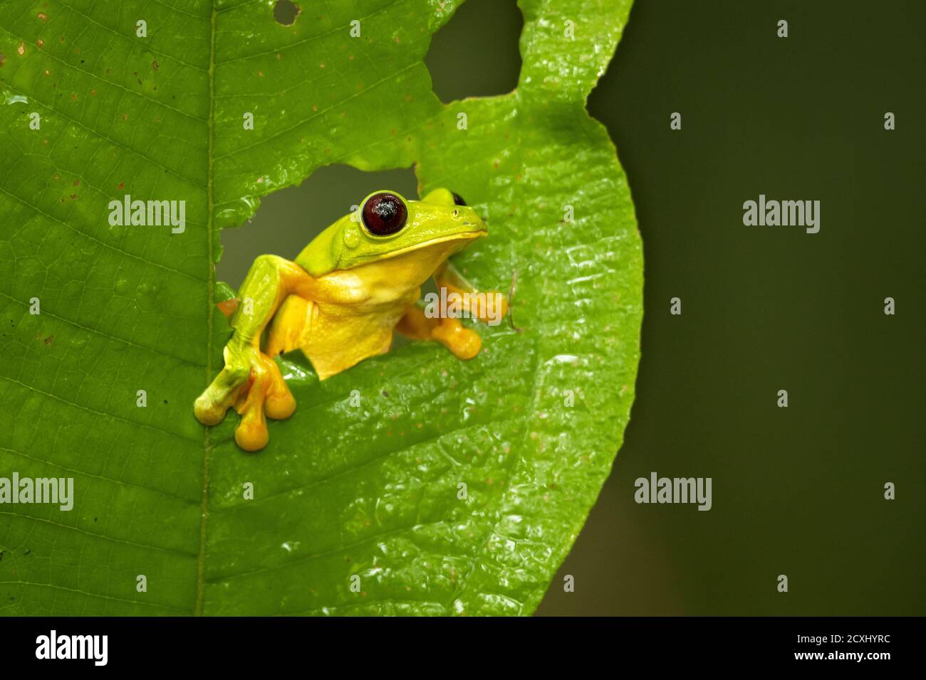 The gliding tree frog (Agalychnis spurrelli) is a species of frog in ...