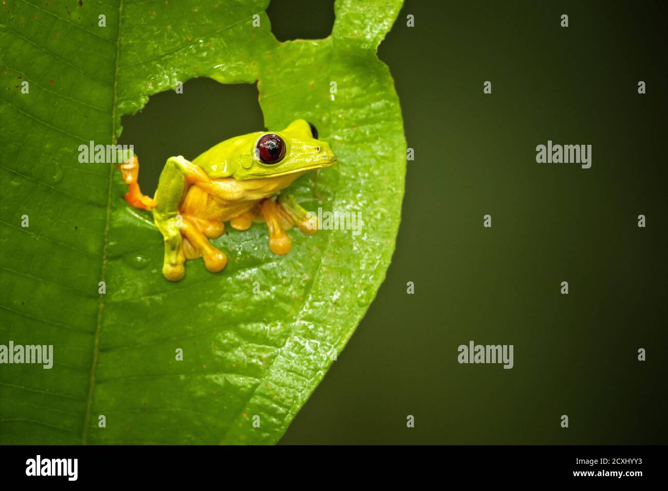 The gliding tree frog (Agalychnis spurrelli) is a species of frog in ...