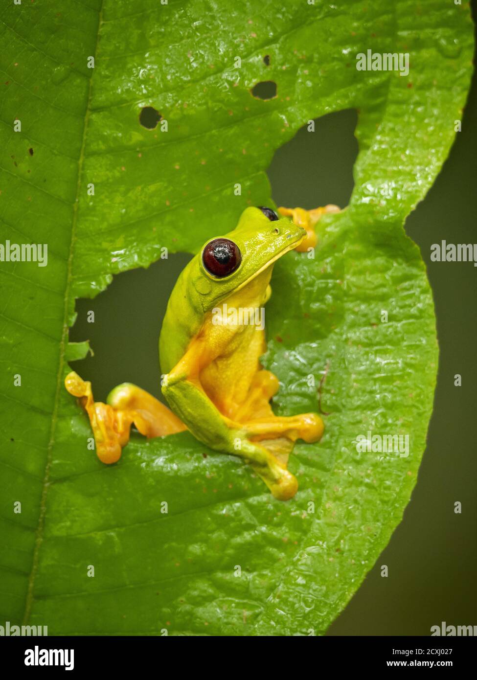The gliding tree frog (Agalychnis spurrelli) is a species of frog in ...