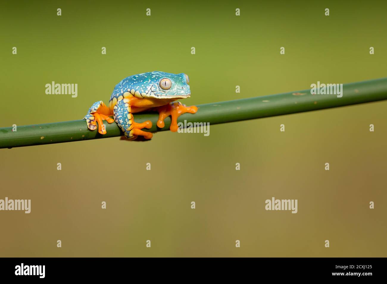 Cruziohyla craspedopus, the fringed leaf frog or fringed tree frog is a ...