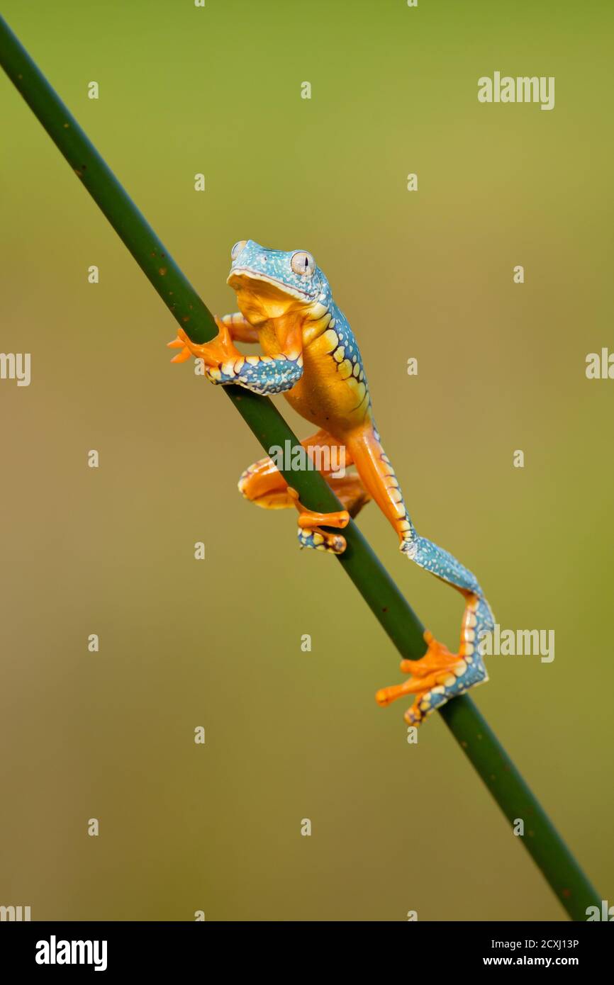 Fringed tree frog hi-res stock photography and images - Alamy