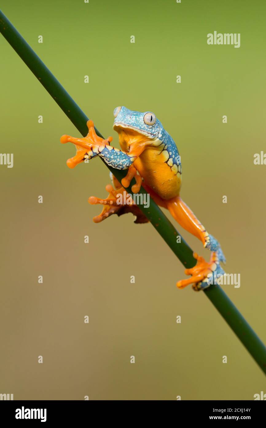Cruziohyla craspedopus, the fringed leaf frog or fringed tree frog is a species of frog in the ...
