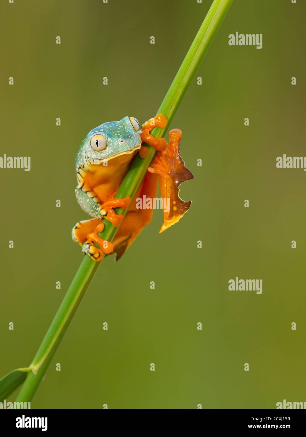 Cruziohyla craspedopus, the fringed leaf frog or fringed tree frog is a ...