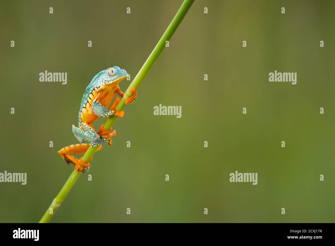 Cruziohyla craspedopus, the fringed leaf frog or fringed tree frog is a ...