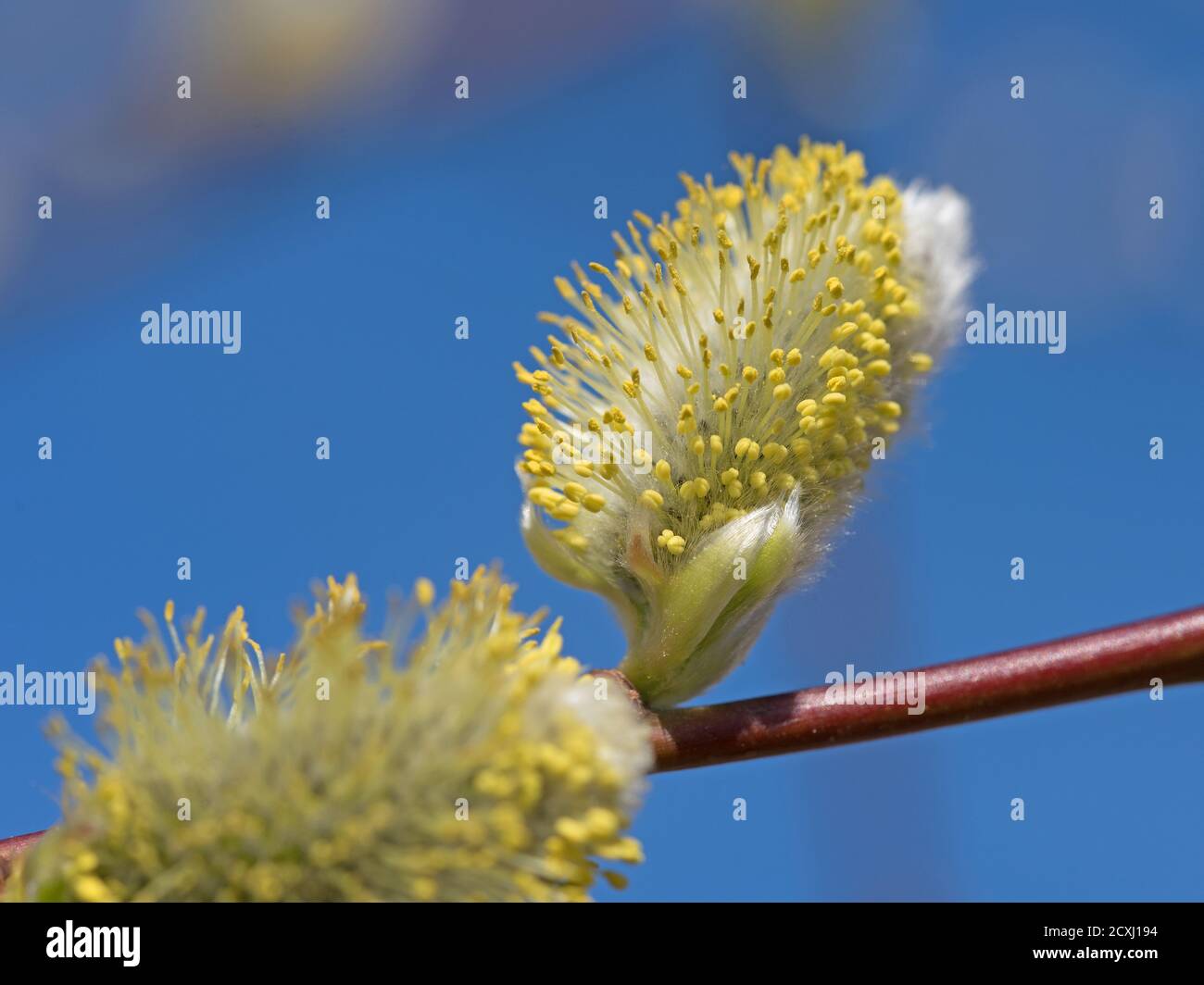 Flowering willow, Salix, in spring Stock Photo - Alamy