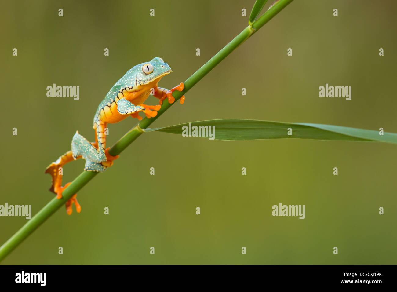 Cruziohyla craspedopus, the fringed leaf frog or fringed tree frog is a ...