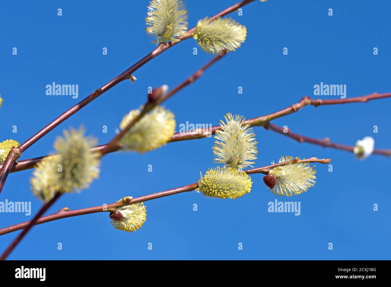 Flowering willow, Salix, in spring Stock Photo - Alamy