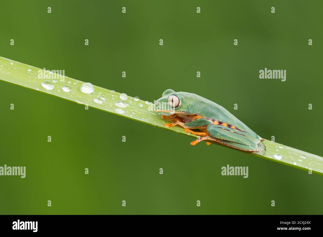 Tiger water earth hi-res stock photography and images - Alamy