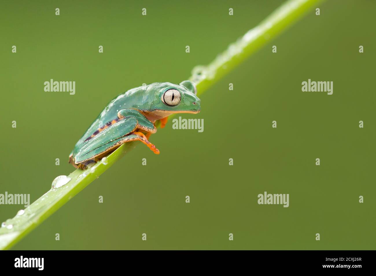 Callimedusa tomopterna, the tiger-striped leaf frog, is a species of ...