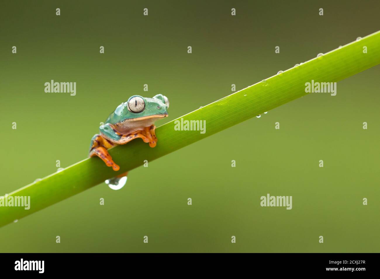 Callimedusa tomopterna, the tiger-striped leaf frog, is a species of ...
