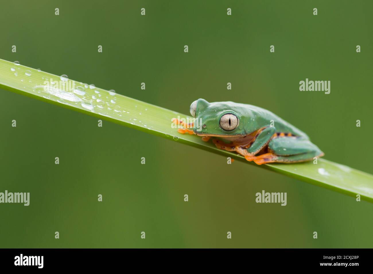 Callimedusa hi-res stock photography and images - Alamy