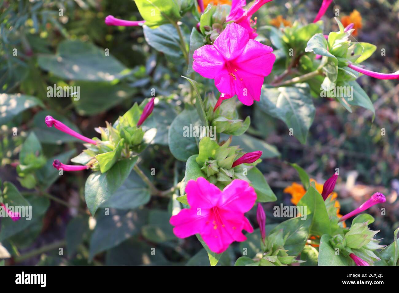 Beautiful pink flowers field. Nature wallpaper Stock Photo - Alamy