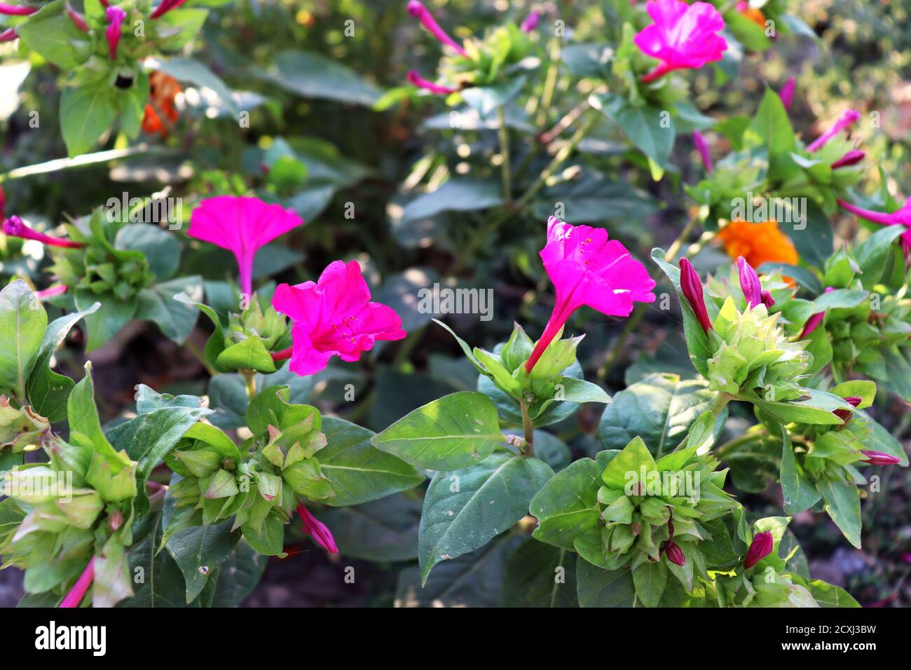 Beautiful flowers in garden. Pink flower background. Nature wallpaper ...