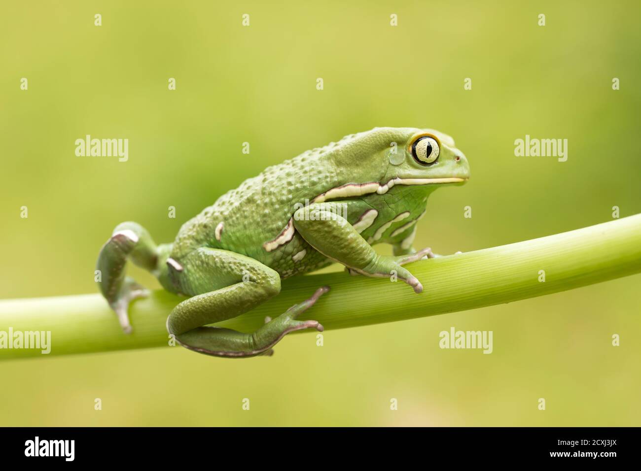 This species is arboreal, living in the vegetation of the Gran Chaco ...