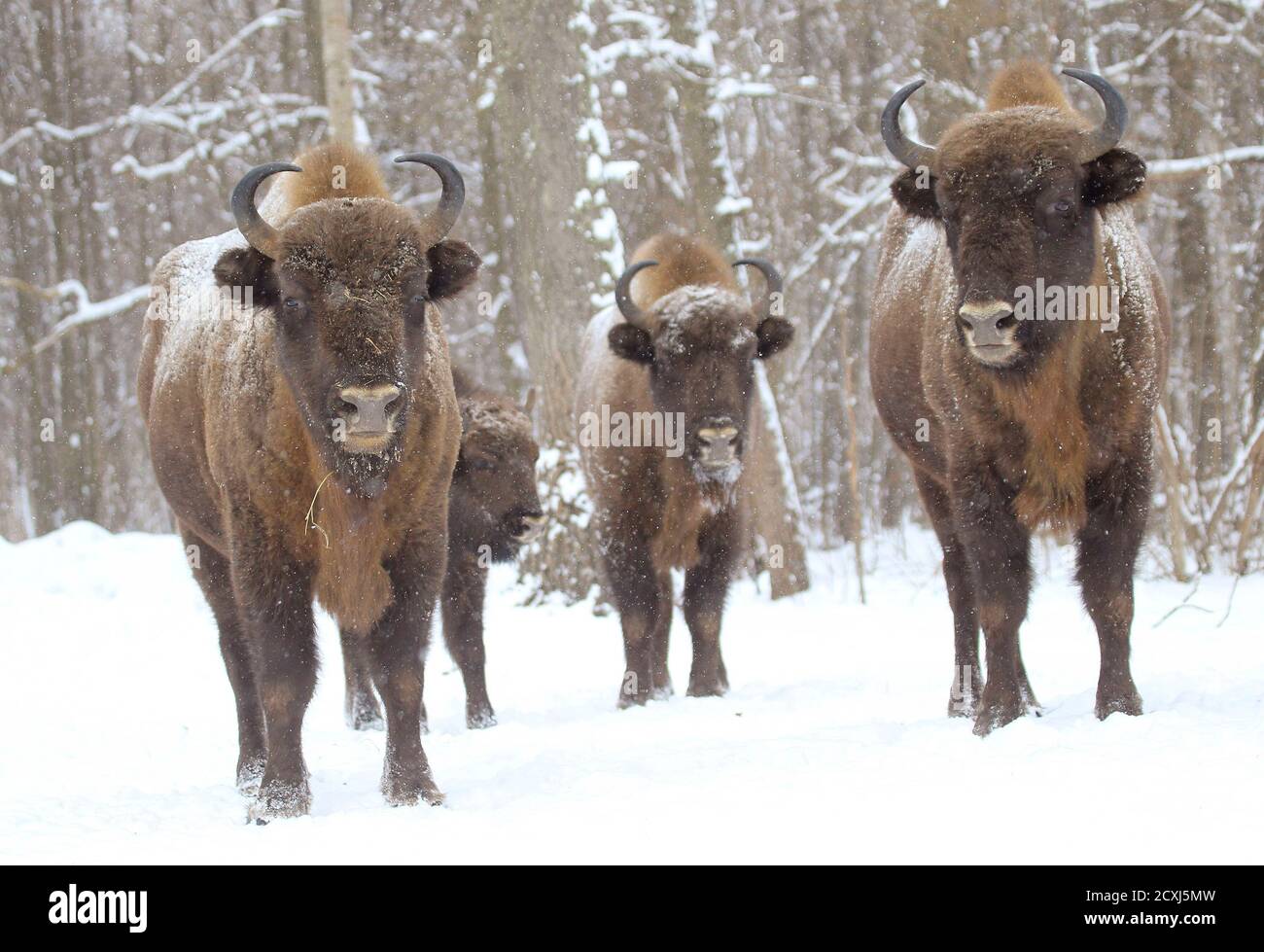 Overgrown nature in chernobyl hi-res stock photography and images - Alamy
