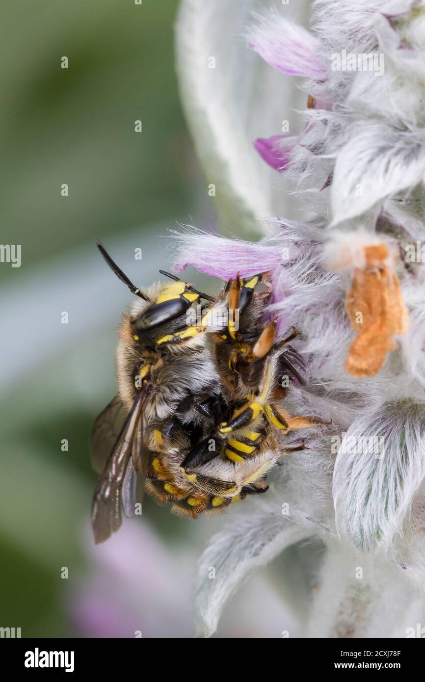 Mannchen und weibchen hi-res stock photography and images - Alamy