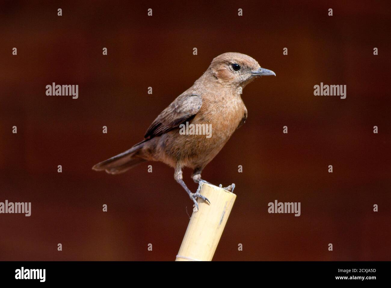brown rock chat siting with blur back ground Stock Photo - Alamy