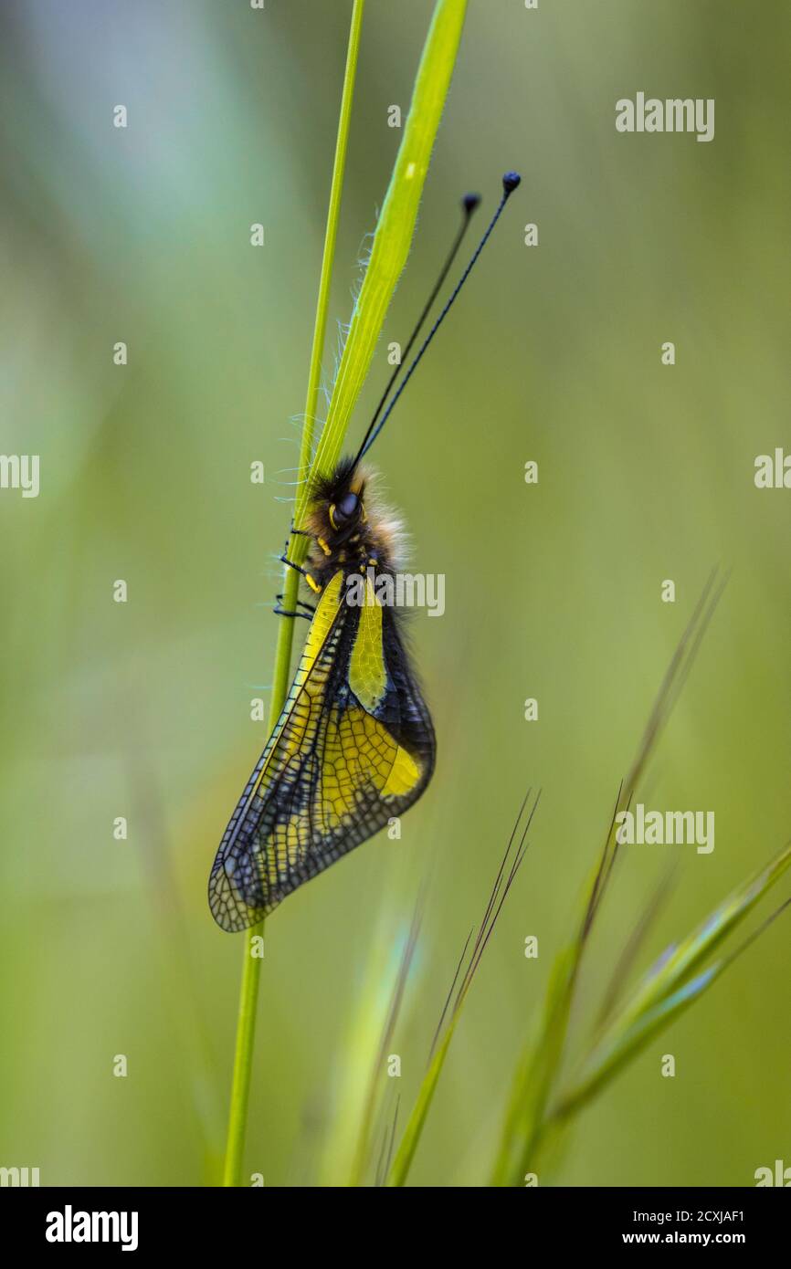Owly sulphur (Libelloides coccajus) rare insect species resting on twig ...
