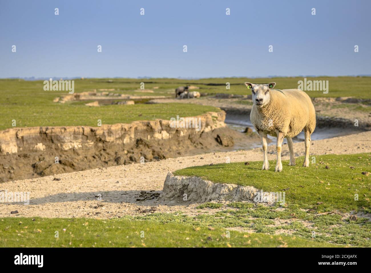 Tidal marshland with natural meandering drainage system on wadden ...