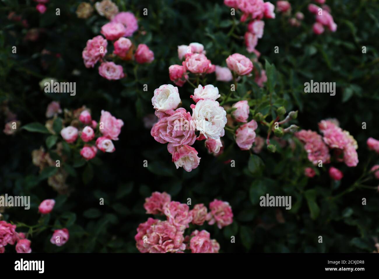Beautiful nature backdrop. Bush with red flowers background Stock Photo ...