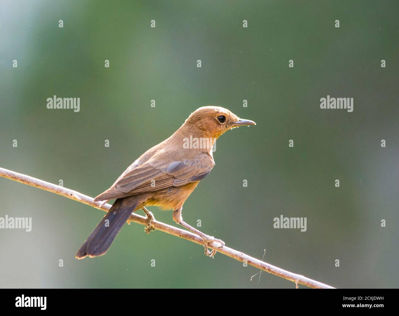 brown rock chat siting with blur back ground Stock Photo - Alamy