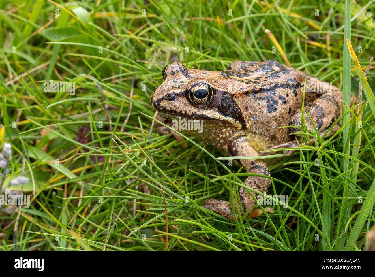 common mountain frog on green grass in dolomites Stock Photo - Alamy