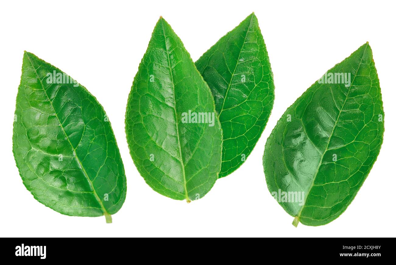 Bilberry or blueberry leaf isolated on white background with clipping ...