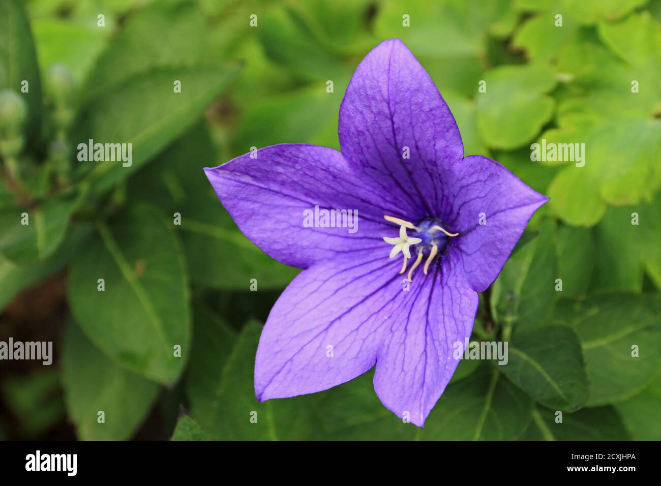 Balloon flower, Platycodon Gradiflorus Stock Photo - Alamy