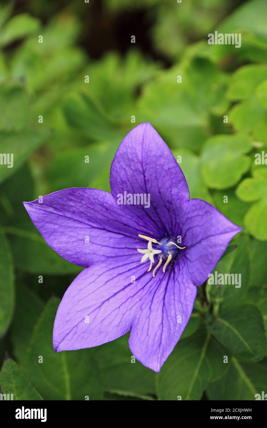 Balloon flower, Platycodon Grandiflorus Stock Photo - Alamy